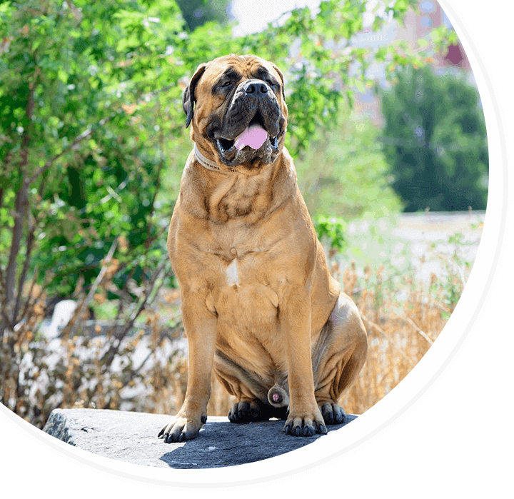 English Mastiffs Breeder | Johnson Farms Mastiffs